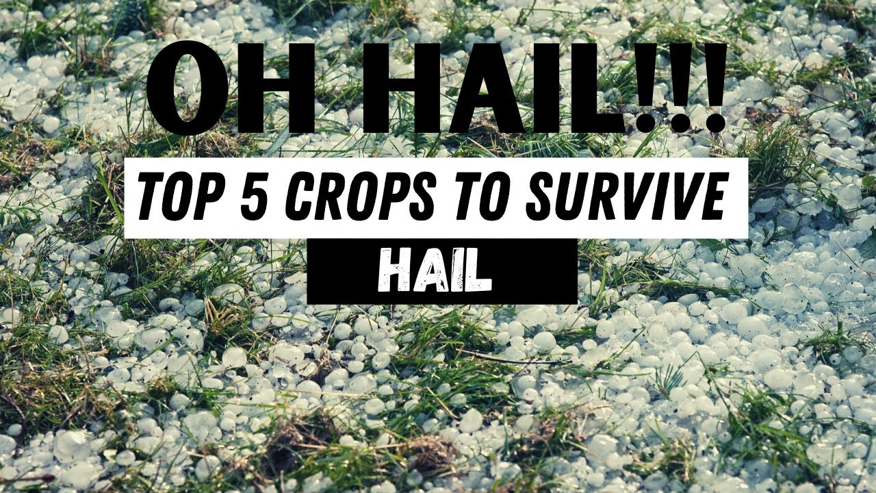 TOP 5 HAIL PROOF VEGETABLES! Grow these in Hail Country to Have Better ...