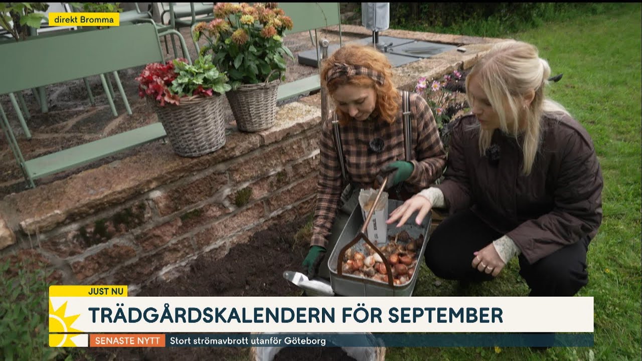 Dags att sätta vårlökarna i jorden | Nyhetsmorgon | TV4 & TV4 Play ...