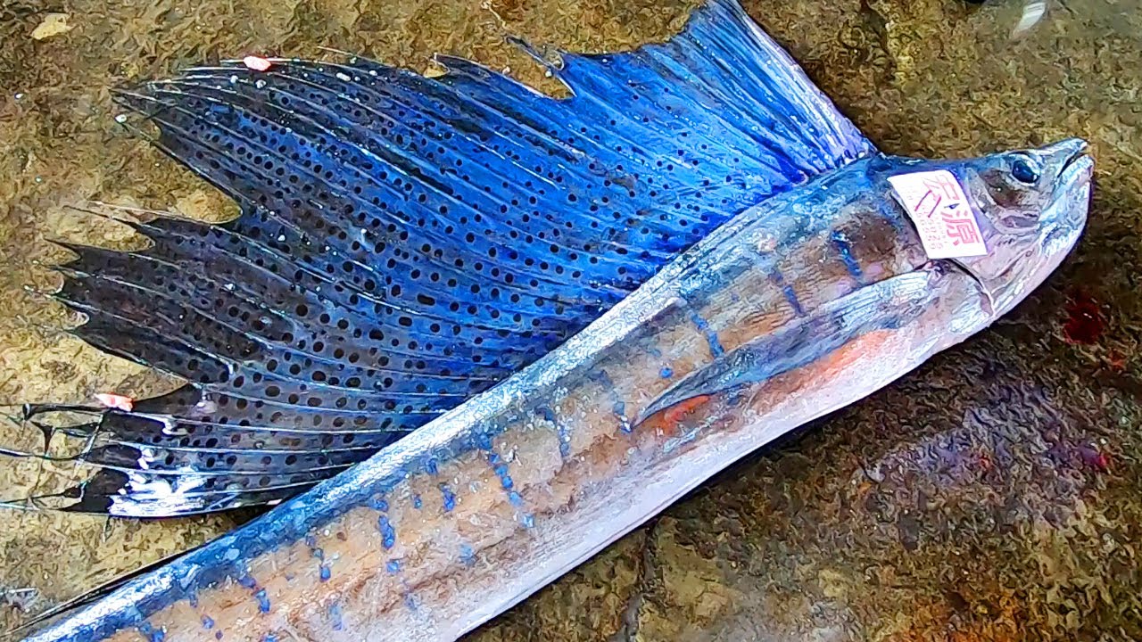Fantastic Fish - Taiwan Donggang - YouTube