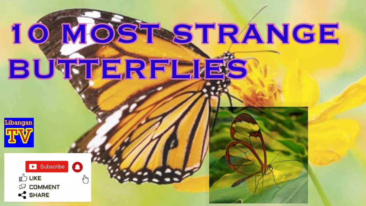 10 MOST STRANGE BUTTERFLIES - YouTube