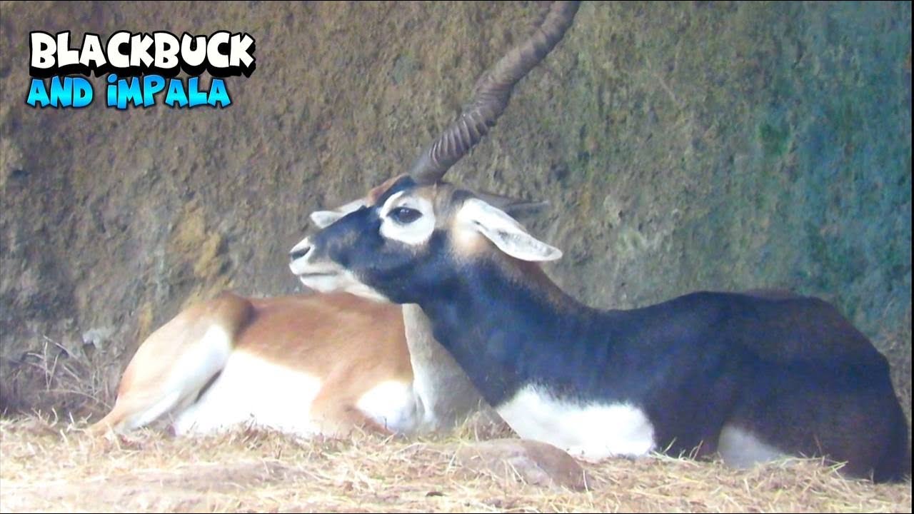 Efficient Blackbuck - YouTube