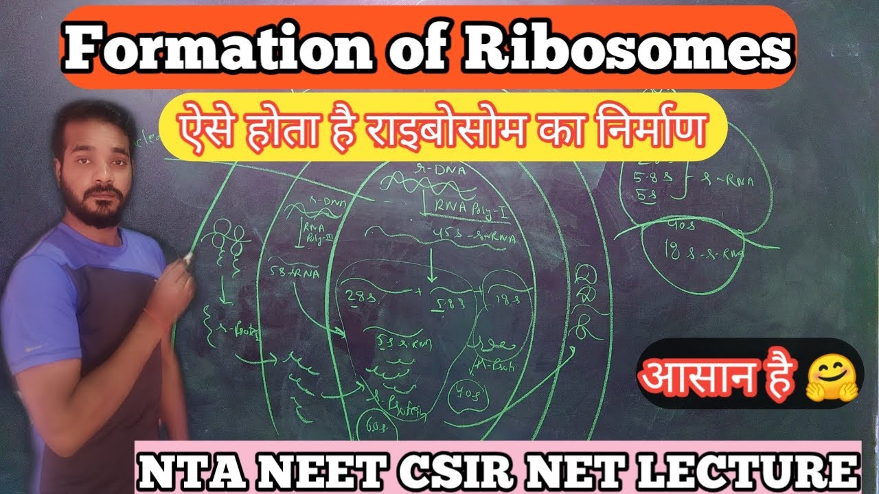 Formation of ribosome | Synthesis of ribosome | NOR | Nucleolus ...