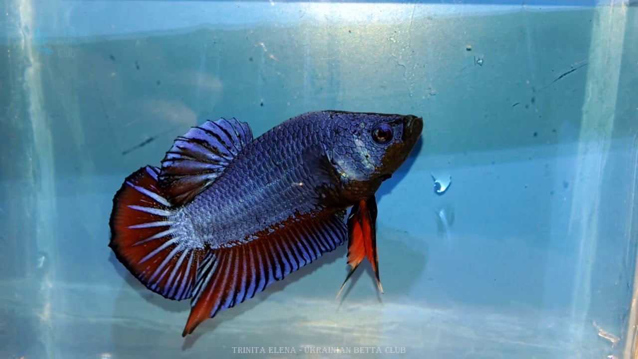 Red & blue HMPK dragon scale - YouTube