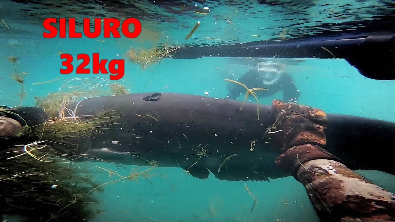Siluro 32kg - Lago di Iseo - YouTube