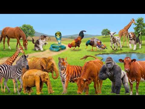 Can You Identify These Animals? Cute Animal Challenge!