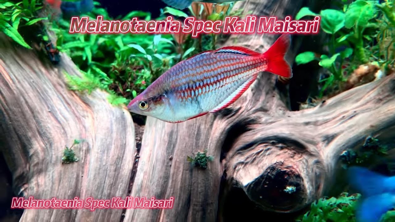 Melanotaenia Spec Kali Maisari - Rainbow Fish - Phan Phúc - YouTube
