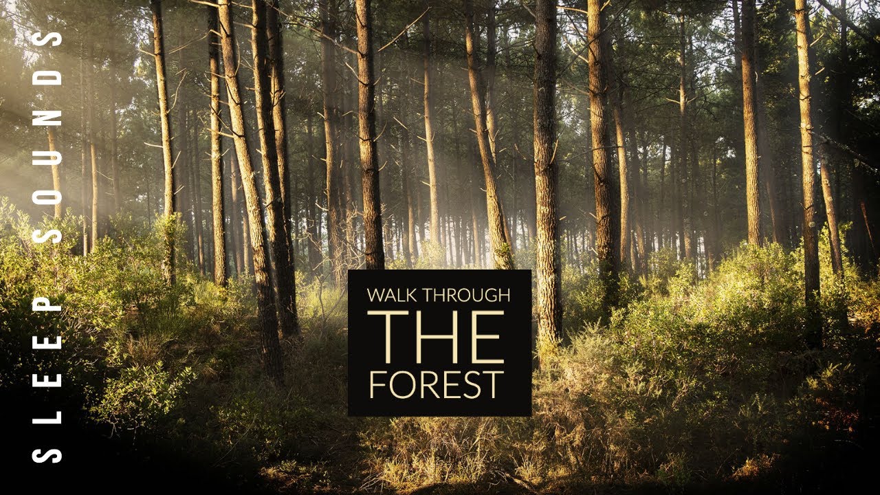 Walk through the forest with nature sounds-birds singing-calming stream ...