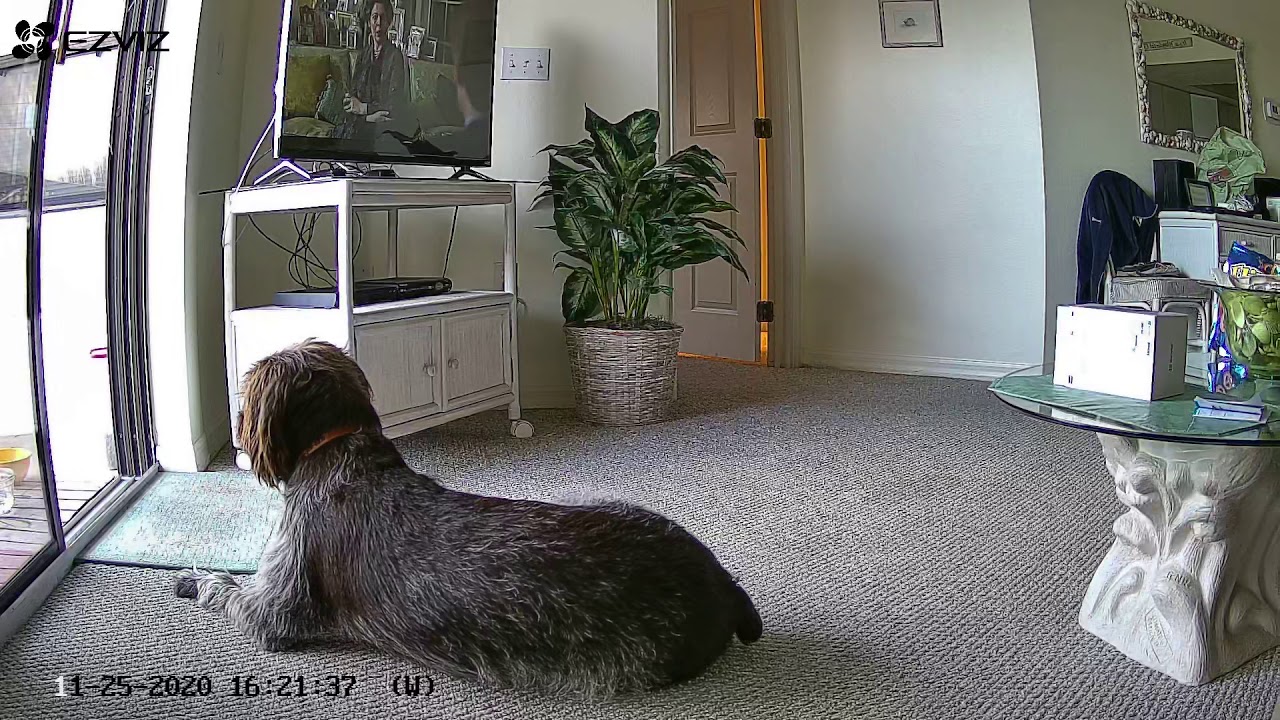 Ezviz HD Camera Test Footage - YouTube