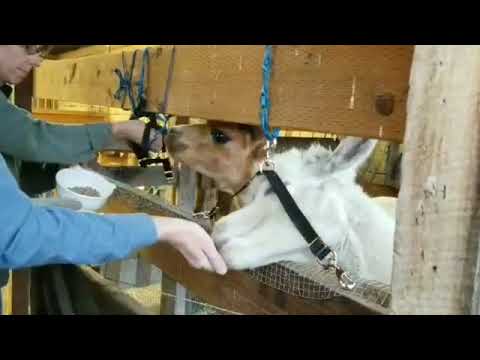 Alpaca Halter Training | The Ranch - YouTube
