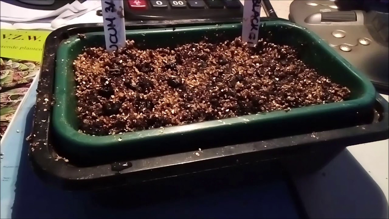 How to : Germination banana seeds - YouTube