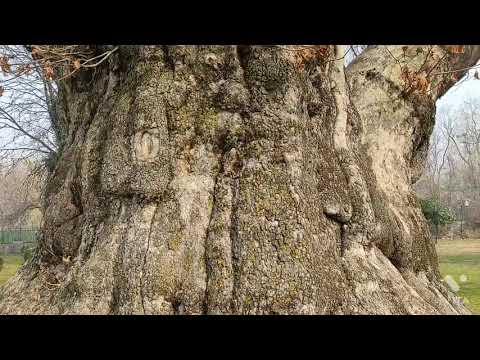 Chinar Tree | Kashmir Valley
