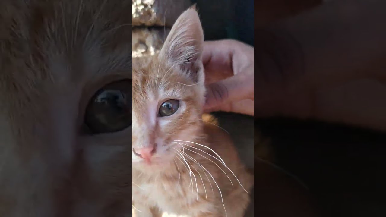 Ooty cat 🐱 #cat #catlover #cutekitten #catvideos #tamil #tamilyoutube # ...