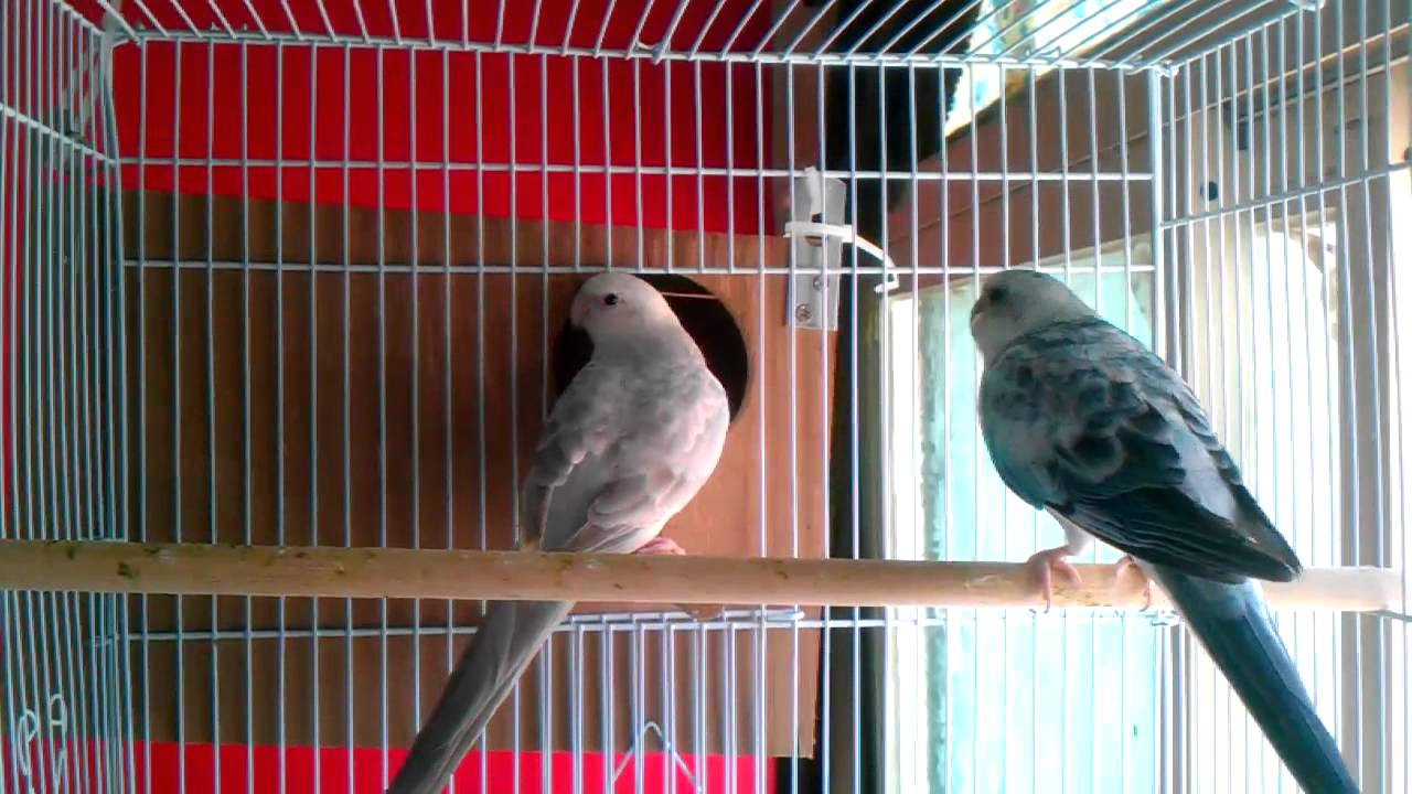My Red-Rump Parakeet - YouTube