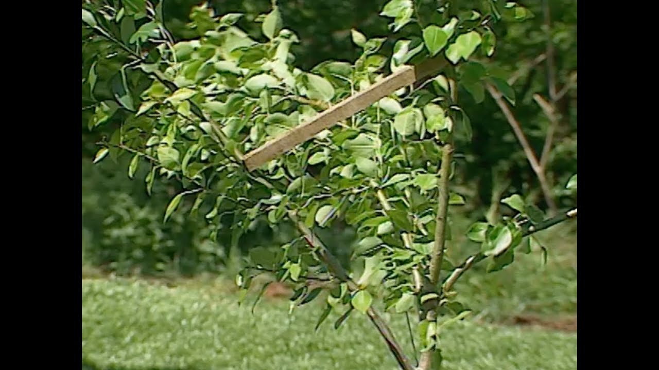 Training Pear Trees - YouTube