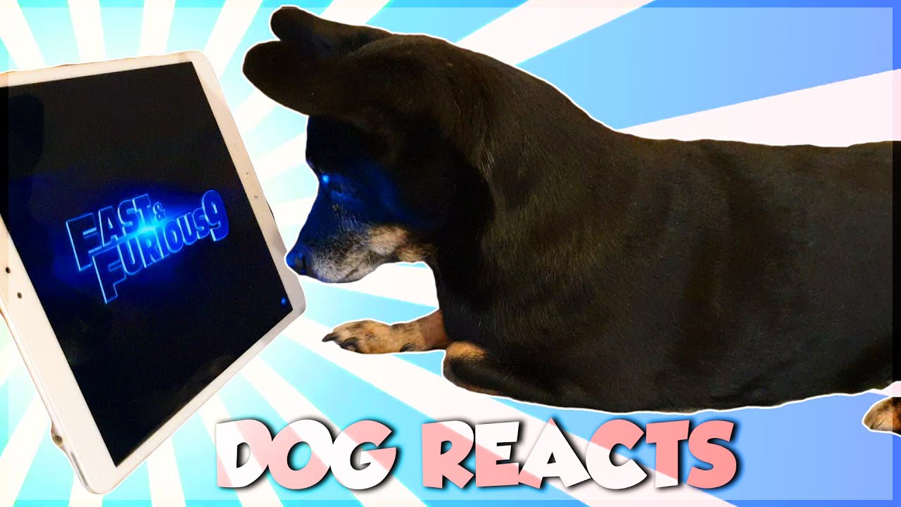 DOG Reacts to FAST AND FURIOUS 9 - YouTube