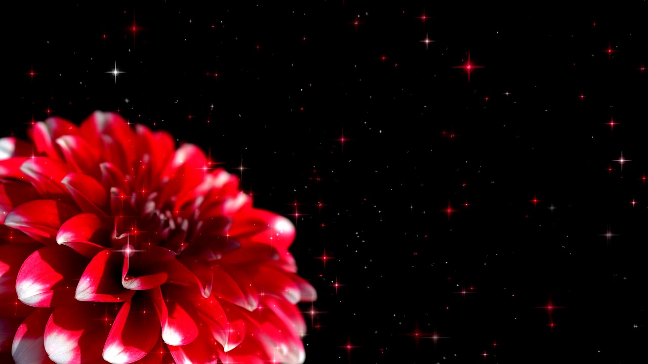 Beautiful Flower And Particles (Royalty Free - Creative Commons) - YouTube