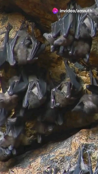 🤔What if all the bats get disappeared ? #batfamily #facts #untold # ...