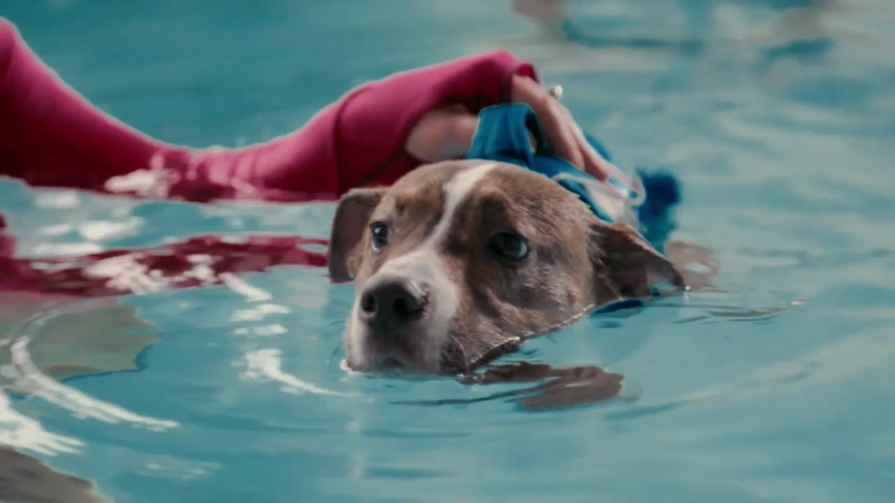 Canines Find the Road to Recovery in Endless Pools® - YouTube