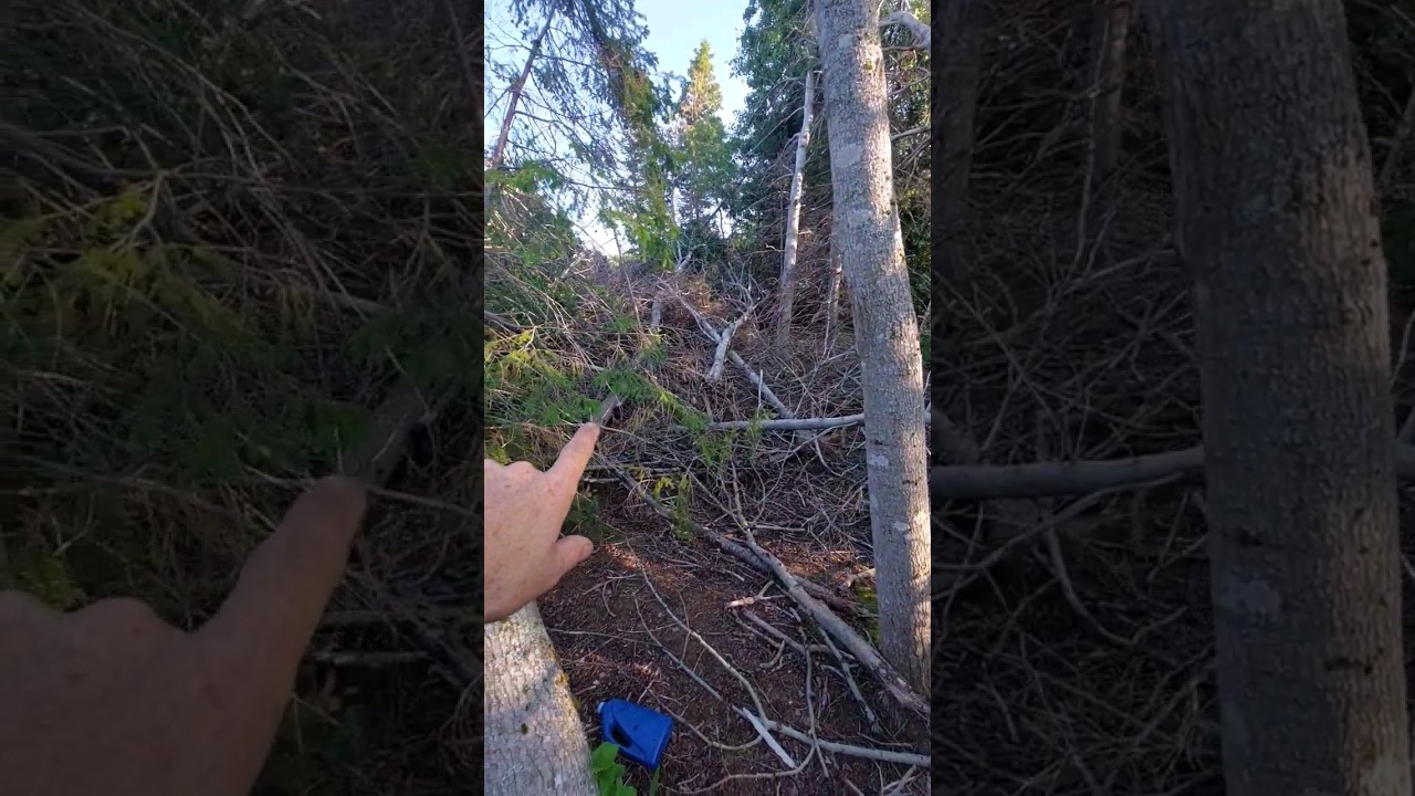 Wow check this out, BIGFOOT really does like the Color blue. INSIDE Sasquatch WORLD - YouTube