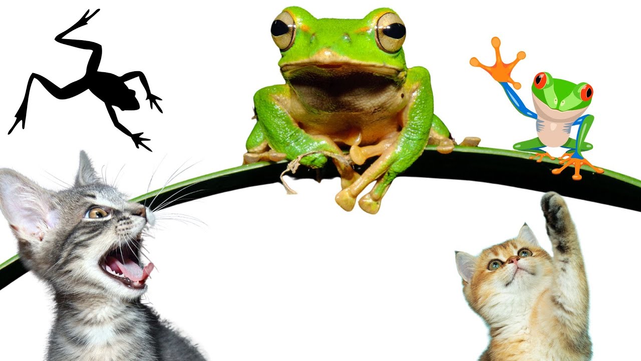 JUEGOS PARA GATOS ATRAPAR RANAS ¿TU GATO LO LOGRARÁ? - YouTube
