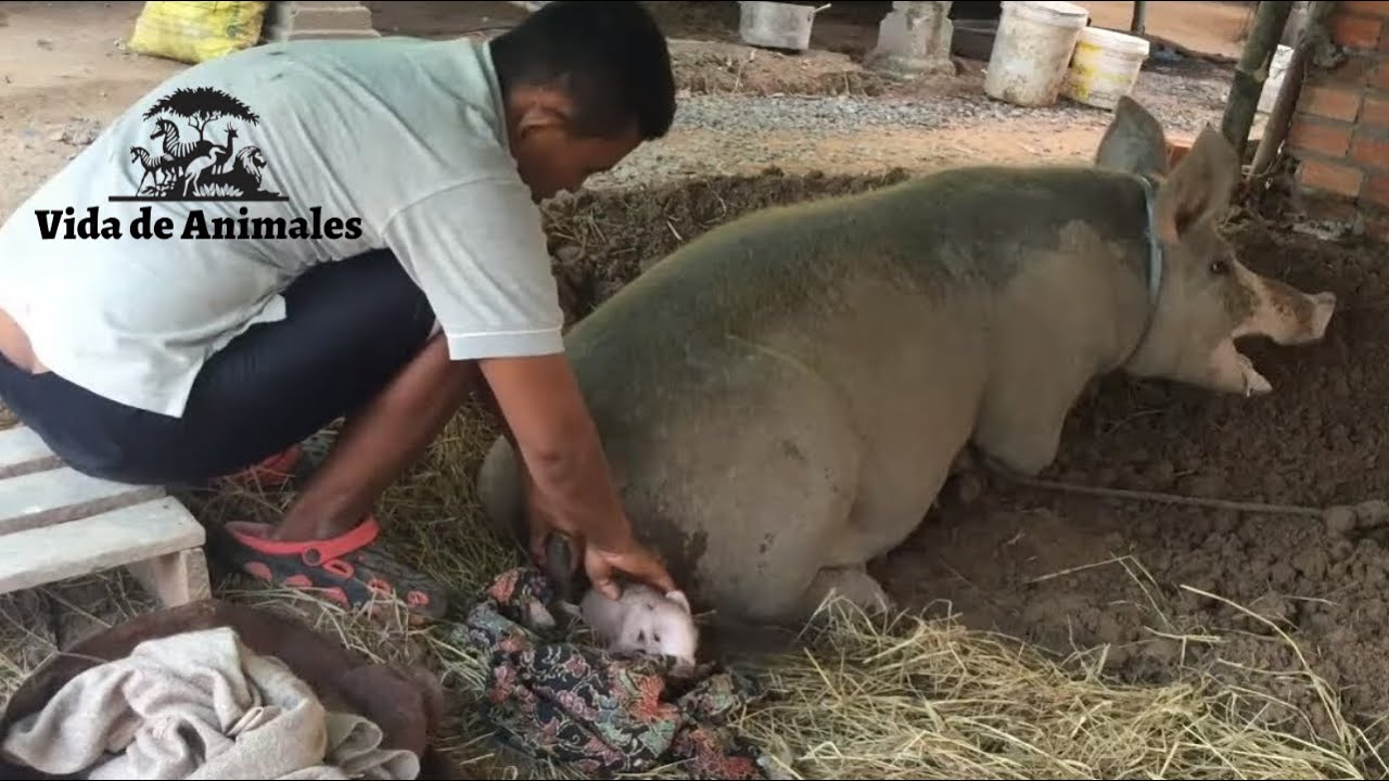 Gran Cerdo Dando a Luz a Cerditos | Lindos Cerdos Bebés Llorando Por ...