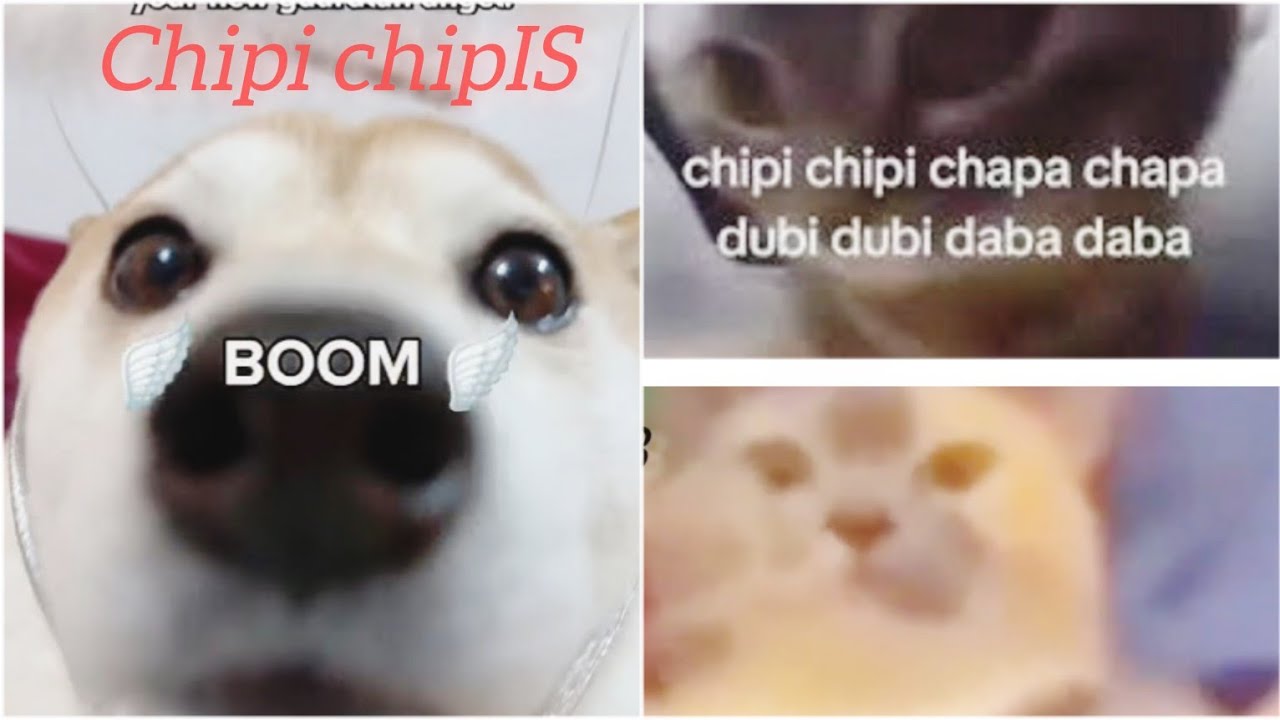 Chipi chipi chapa chapa, Dubi dubi daba. DOG V.S CAT V.S CHIPI CHIPi ...