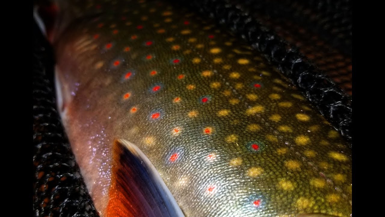 lower mainland bc bull trout & brook trout - YouTube