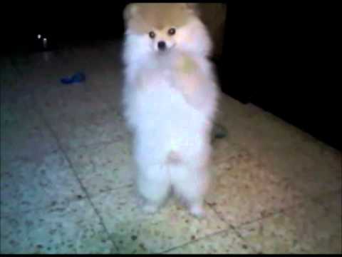 pomeranian puppy dance - YouTube