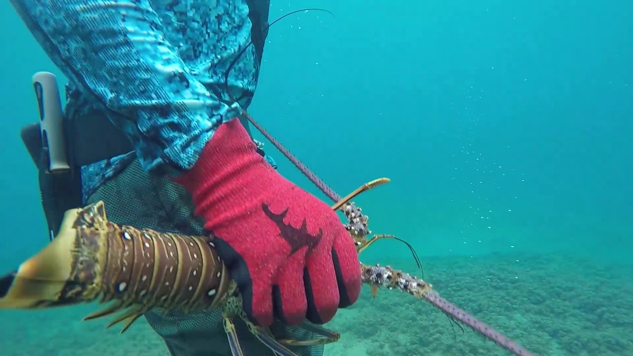 Lobster Diving Puerto Rico - YouTube