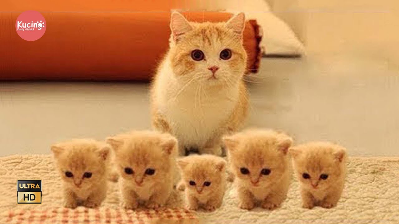 Video Kucing Lucu Terbaik: Kompilasi Tingkah Kucing yang Bikin Ketawa 1 ...