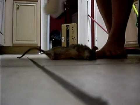 How to catch a rat - YouTube