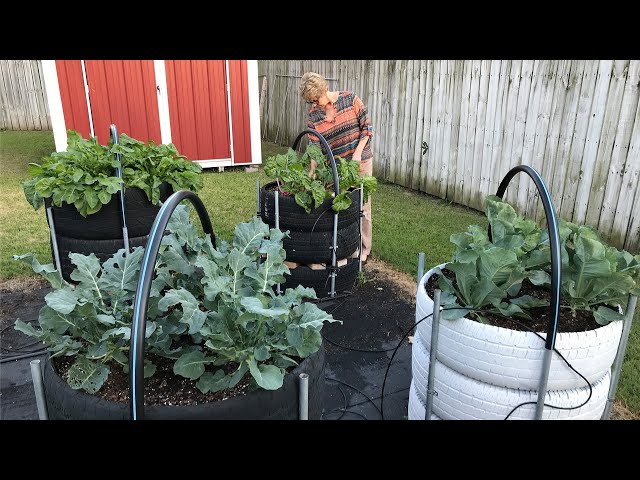 Container Gardening With Tires