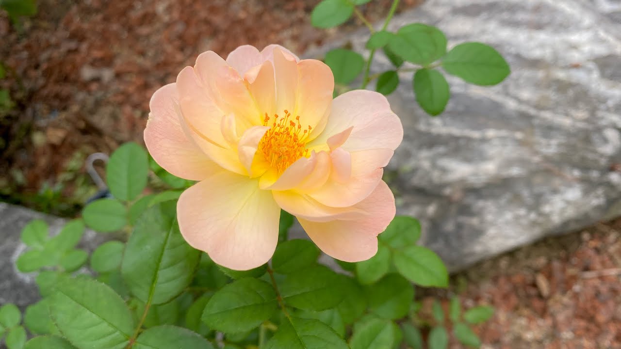 [David Austin] The Lark Ascending Rose 2022 of the first year - YouTube