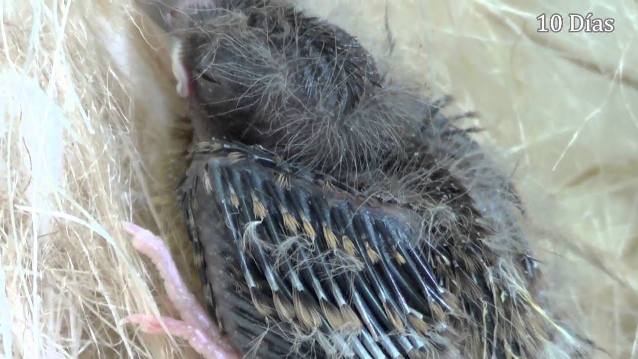 Desarrollo pichon de canario - YouTube