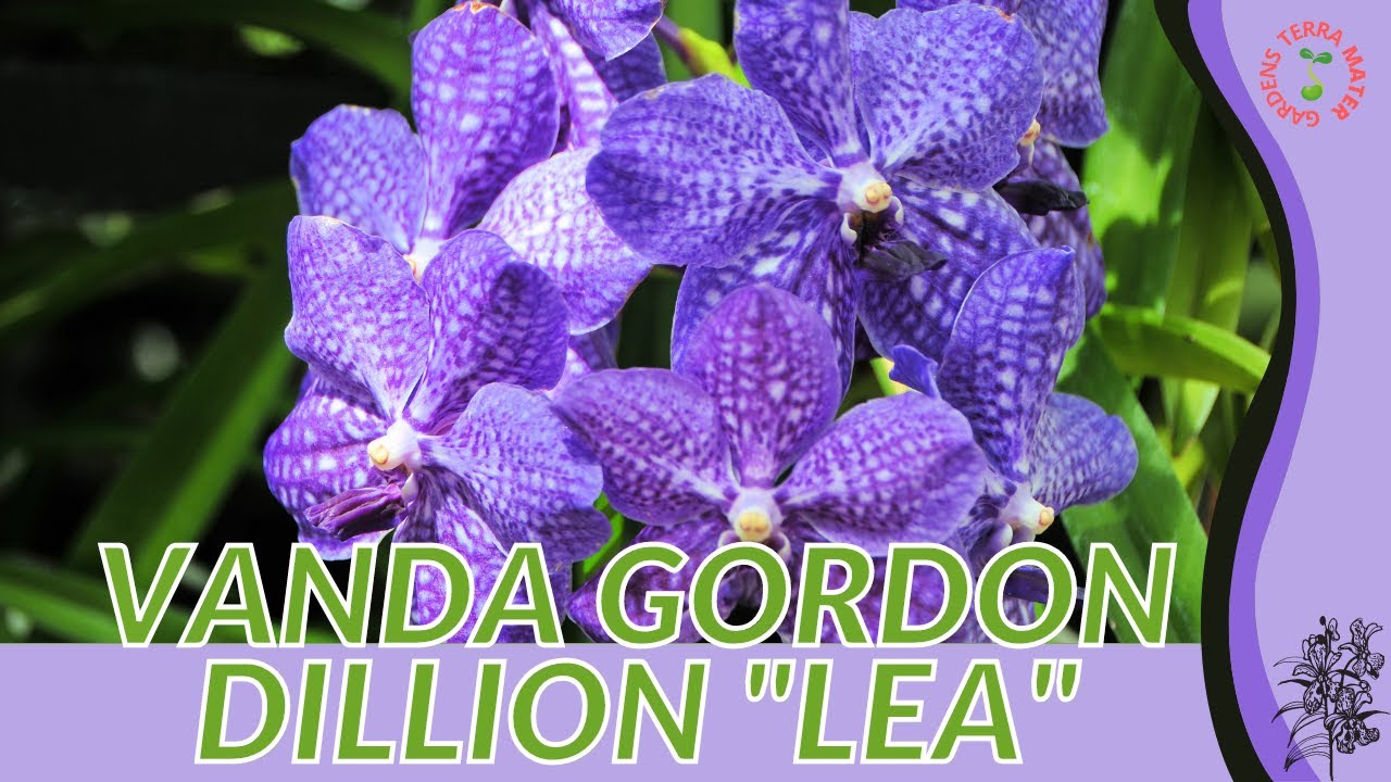 VANDA GORDON DILLION "LEA" Information & Growing Tips! (V. Madame ...