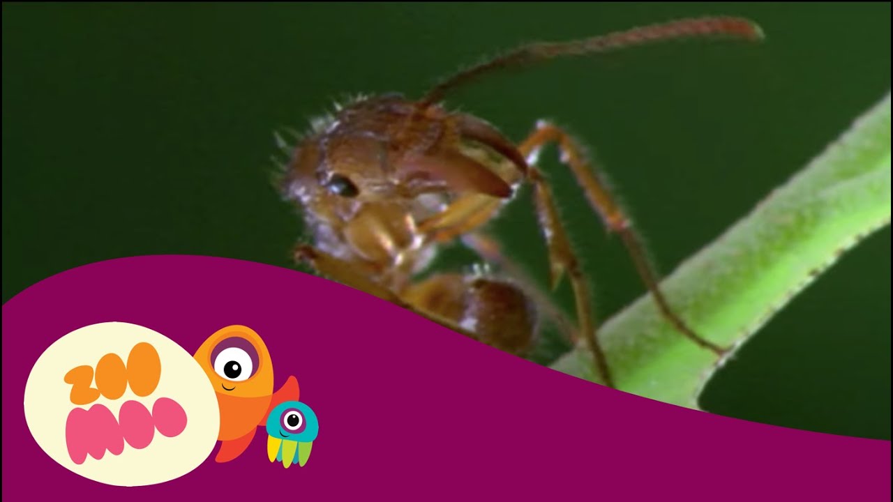 Dance Fever: Ant | Dance Fever | ZooMoo - YouTube