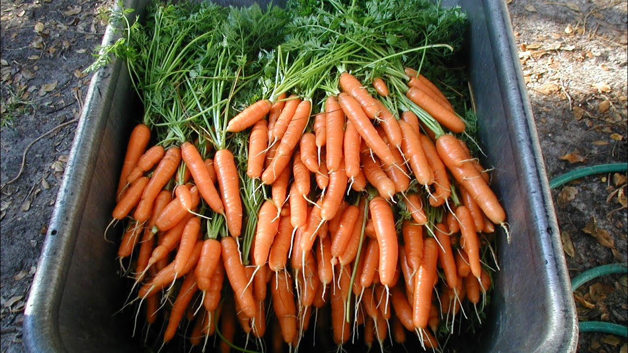 How To Preserve Carrots For 3 Months Without Going Bad! - Amazing ...