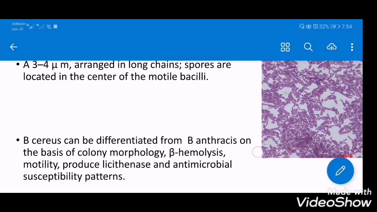 SPORE FORMING BACTERIA by 7ALA RAED / micro GI system - YouTube