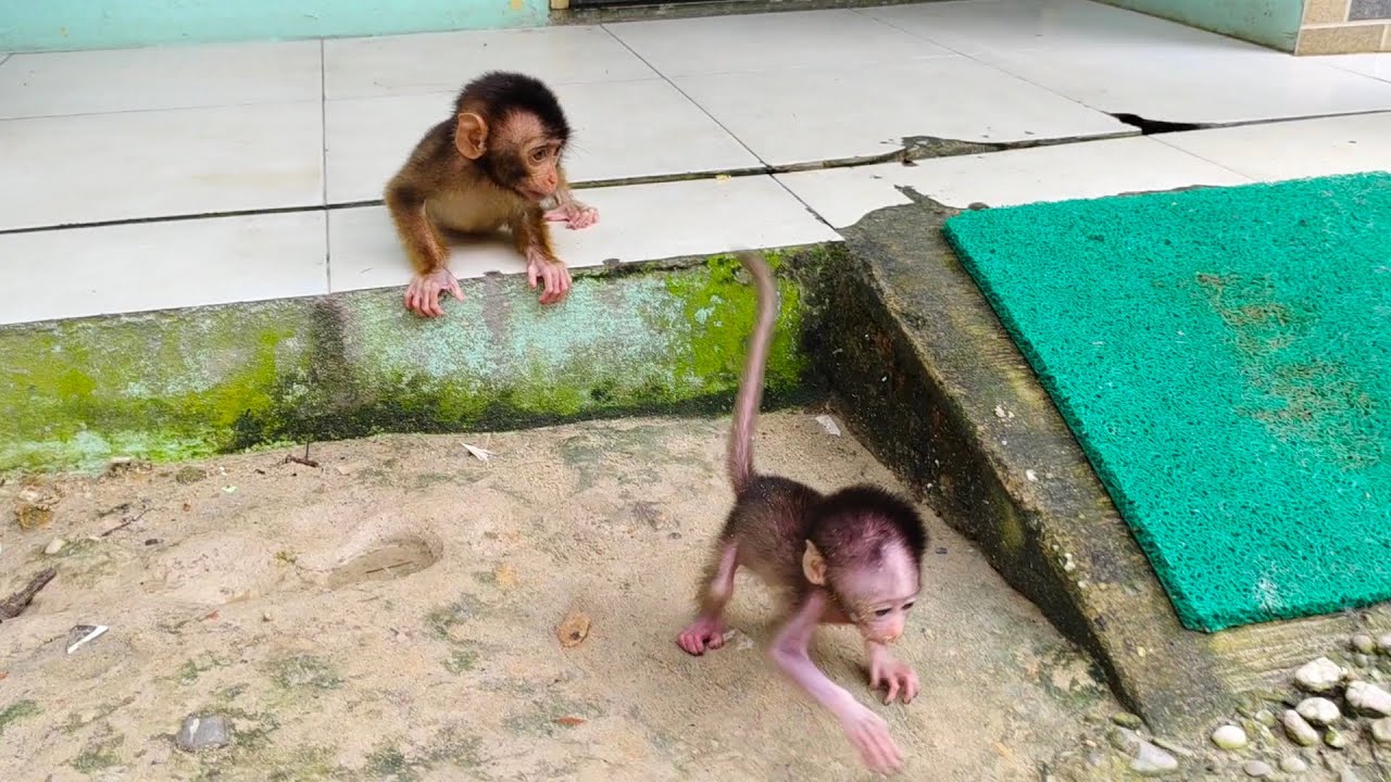 Baby monkeys Mickey and Nana play in front yard of house - YouTube