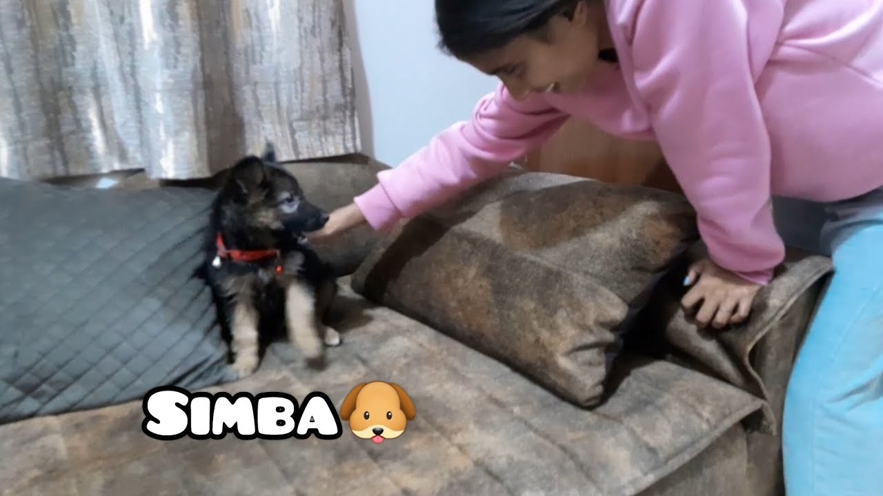 simba🐶 and anki are now best friends 🤗😄 - YouTube