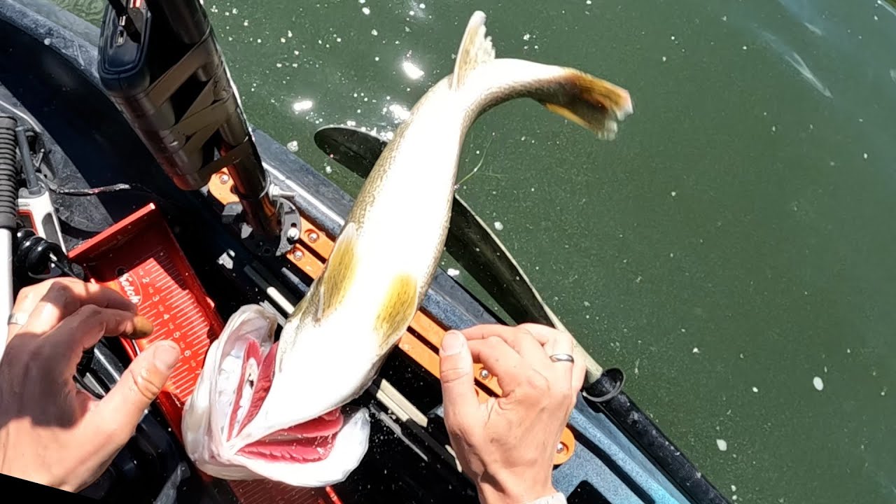 Slapping Big Fish during Kayak Tournament (The Climate of Livescope/FFS ...