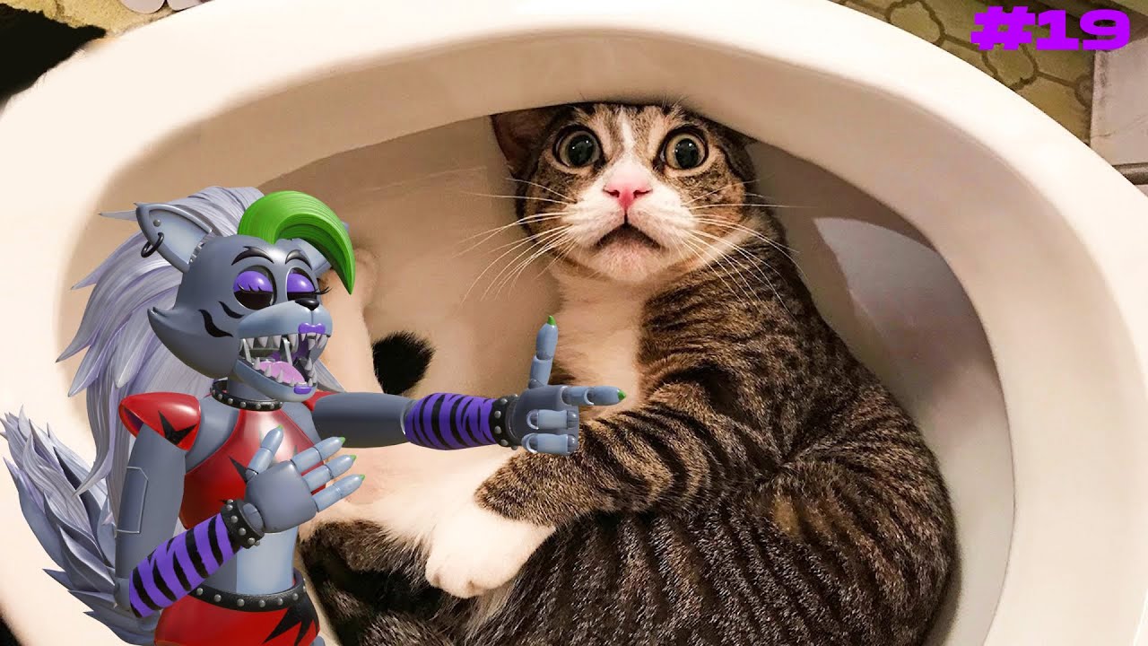 Roxanne Wolf REACTS to Cat Memes Part 19 - YouTube