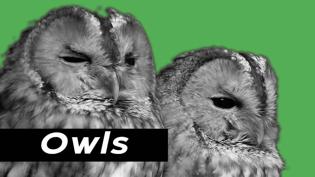 2 minutes on owls | epistemia - YouTube