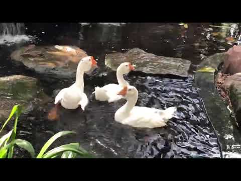 lion head pure breed geese - YouTube