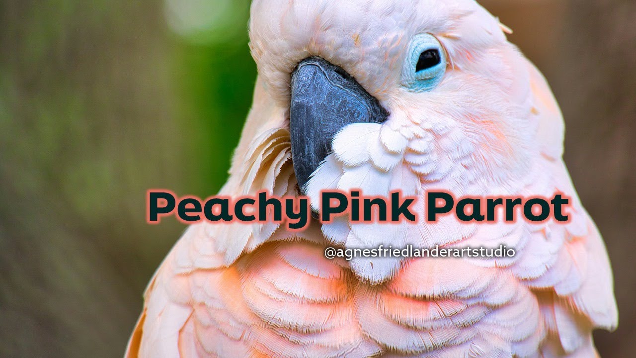 Paint a Pinky Peachy Parrot! - YouTube