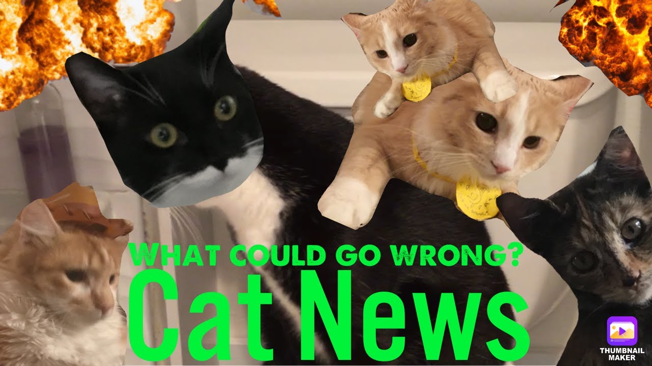What if cats had a news channel? CAT NEWS, super funny :) - YouTube