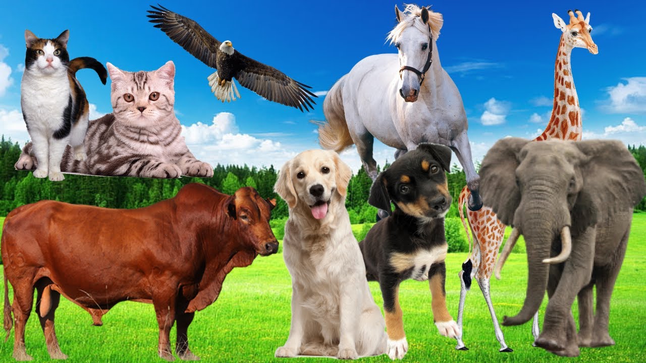 CUTE LITTLE ANIMALS - Cat, Cow, Horse, Elephant, Dog, Giraffe, Eagle ...