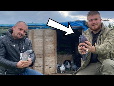 Taklacı Güvercinleri Uçurduk Miro Tip Bango Hünkari