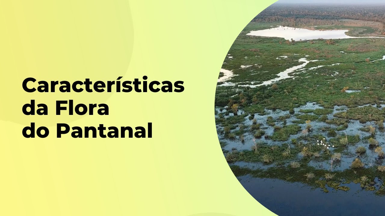 QUAIS AS CARACTERÍSTICAS DA FLORA DO PANTANAL? - YouTube