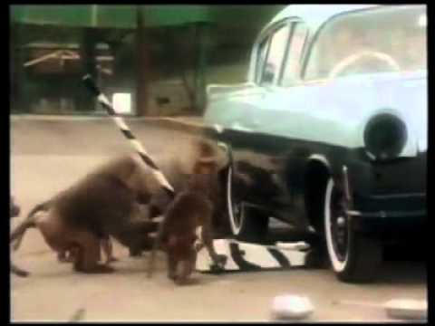 Hamlet Cigars 'Safari Park' TV advert